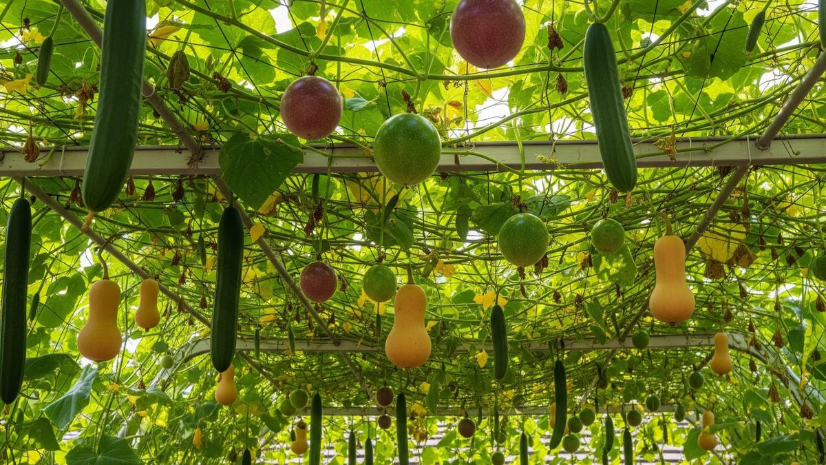 6 Inspirasi Kebun Timun Rambat di Atas Kanopi Rumah, Bikin Sejuk ...