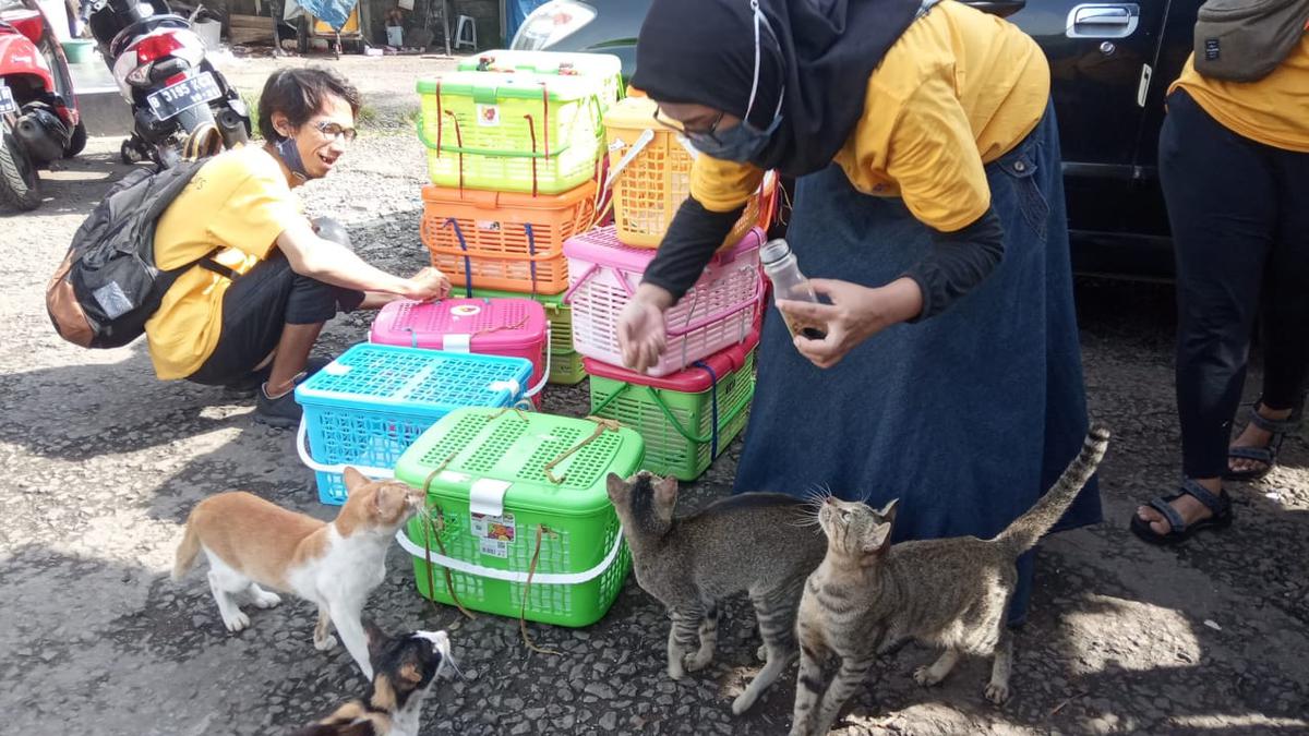 Let’s Adopt Indonesia Steril 100 Kucing Liar di Pasar Bekasi