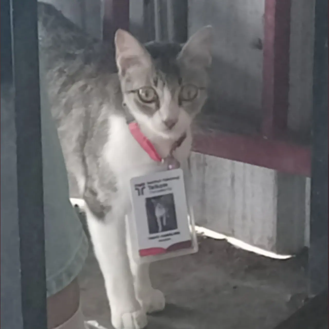 6 Potret Kucing Jadi 'Karyawan' Ini Menggemaskan, Ekspresinya Lucu ...