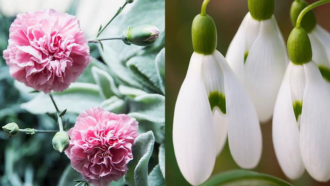 12 Bunga Berdasarkan Bulan Kelahiran dan Makna Rahasia di Baliknya ...