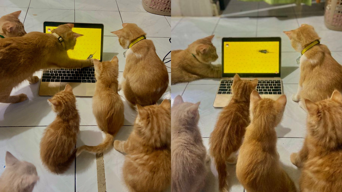 Gemas Banget, 8 Potret Tingkah Lucu Kucing Nonton Bareng Temannya ...