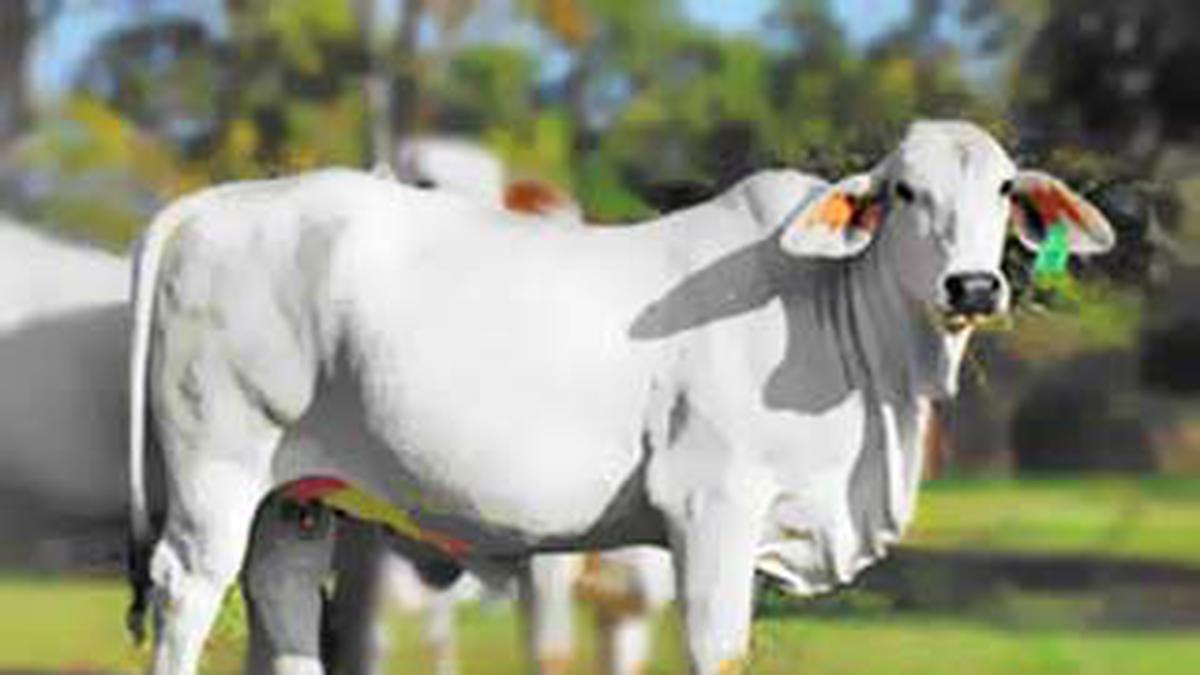 Pemerintah Sediakan Rp 100 Miliar untuk Sapi - News Liputan6.com