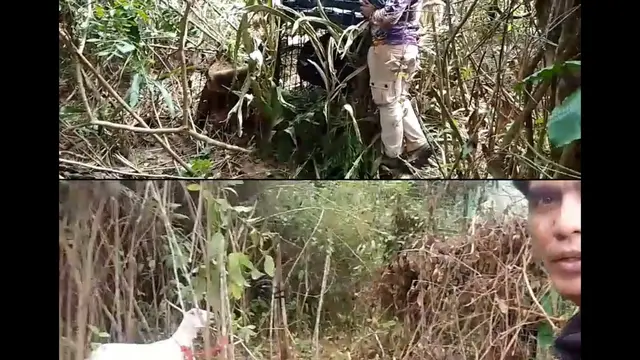 Adu Cerdas Harimau vs Petugas di TNBBS, Kambing Jadi Umpan - Regional ...