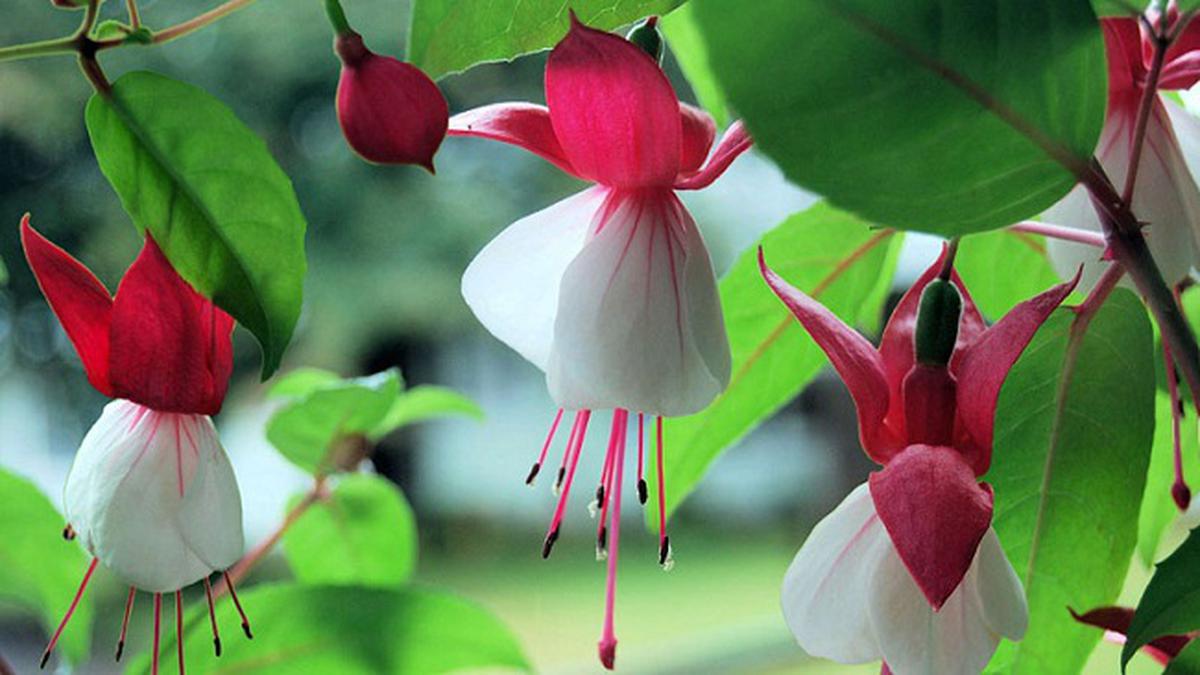 6 Jenis Bunga yang Perlu Ada di Taman Rumah Anda - Lifestyle Liputan6.com