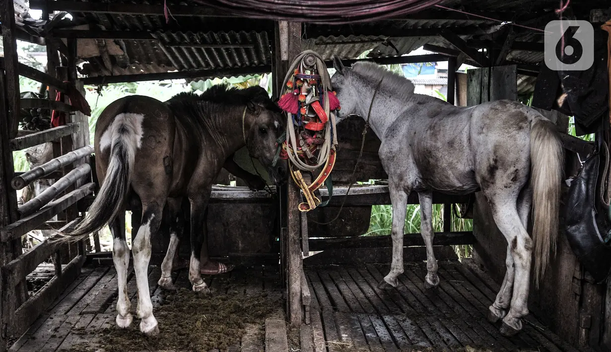 FOTO: Pemeriksaan Berkala Kesehatan Kuda Delman - Foto Liputan6.com