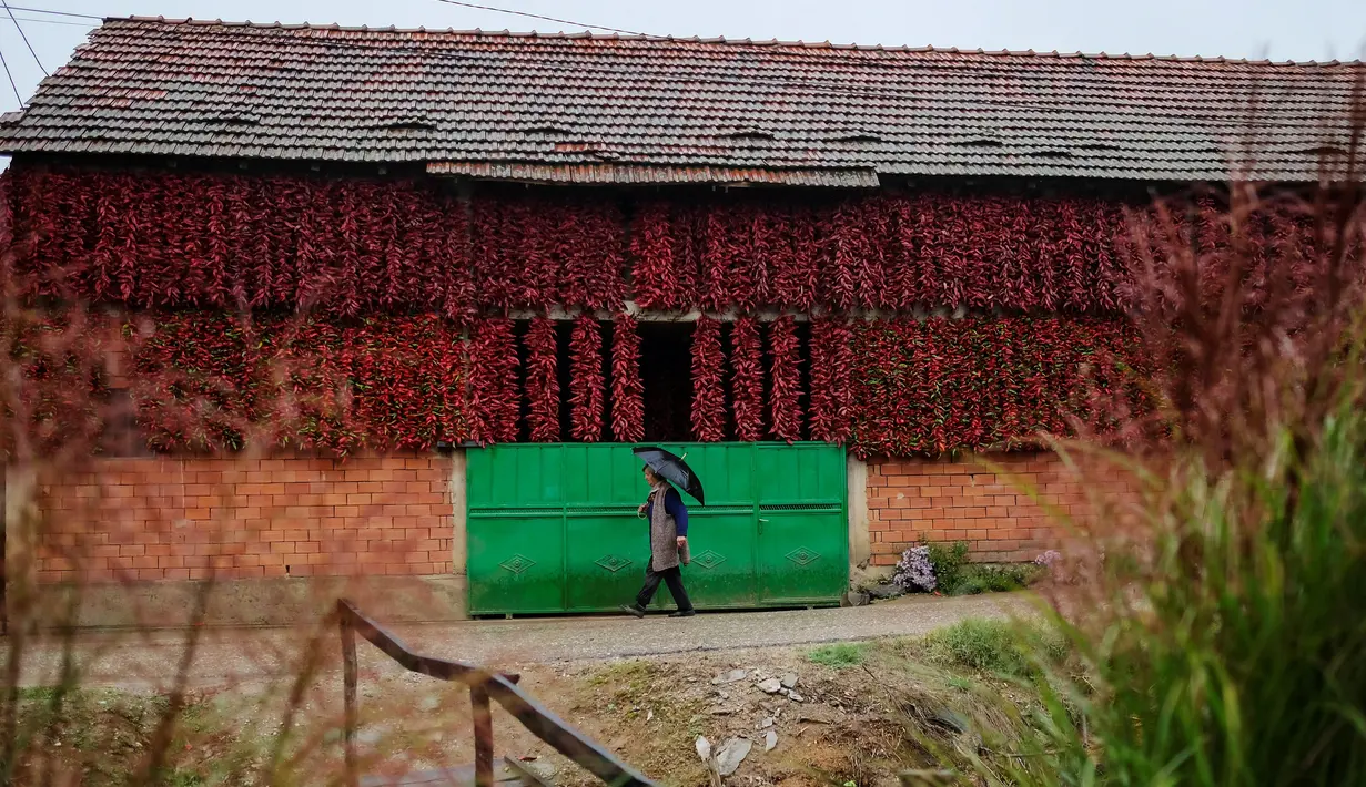 Kampung Merah, Desa di Serbia yang Rumah Warganya Berselimut Paprika ...