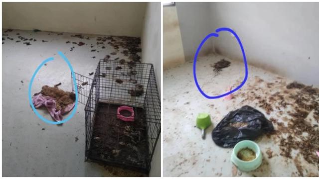 Viral Rumah Kontrakan Jorok yang Penuh Sampah dan Bangkai Kucing, Bikin ...