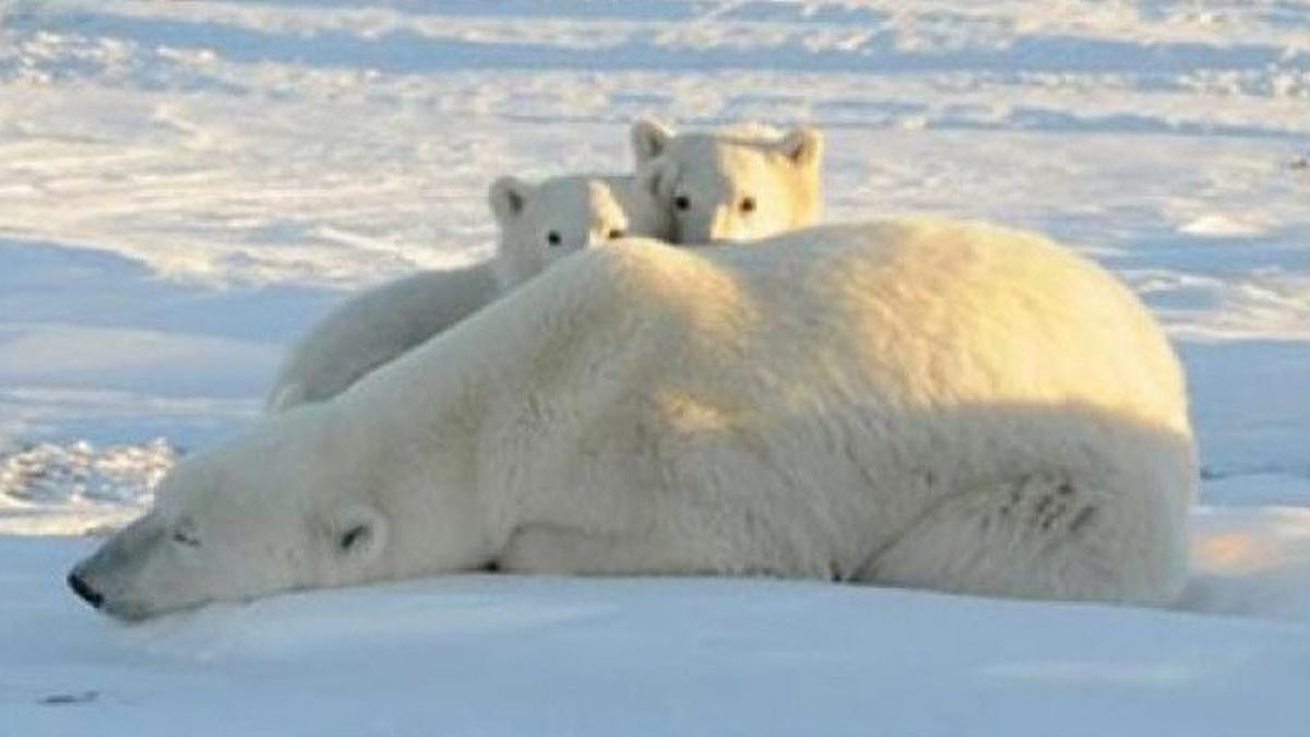 Beruang hingga Lebah, Ini 5 Hewan yang Memilki Masa Hibernasi Panjang - Citizen6 Liputan6.com