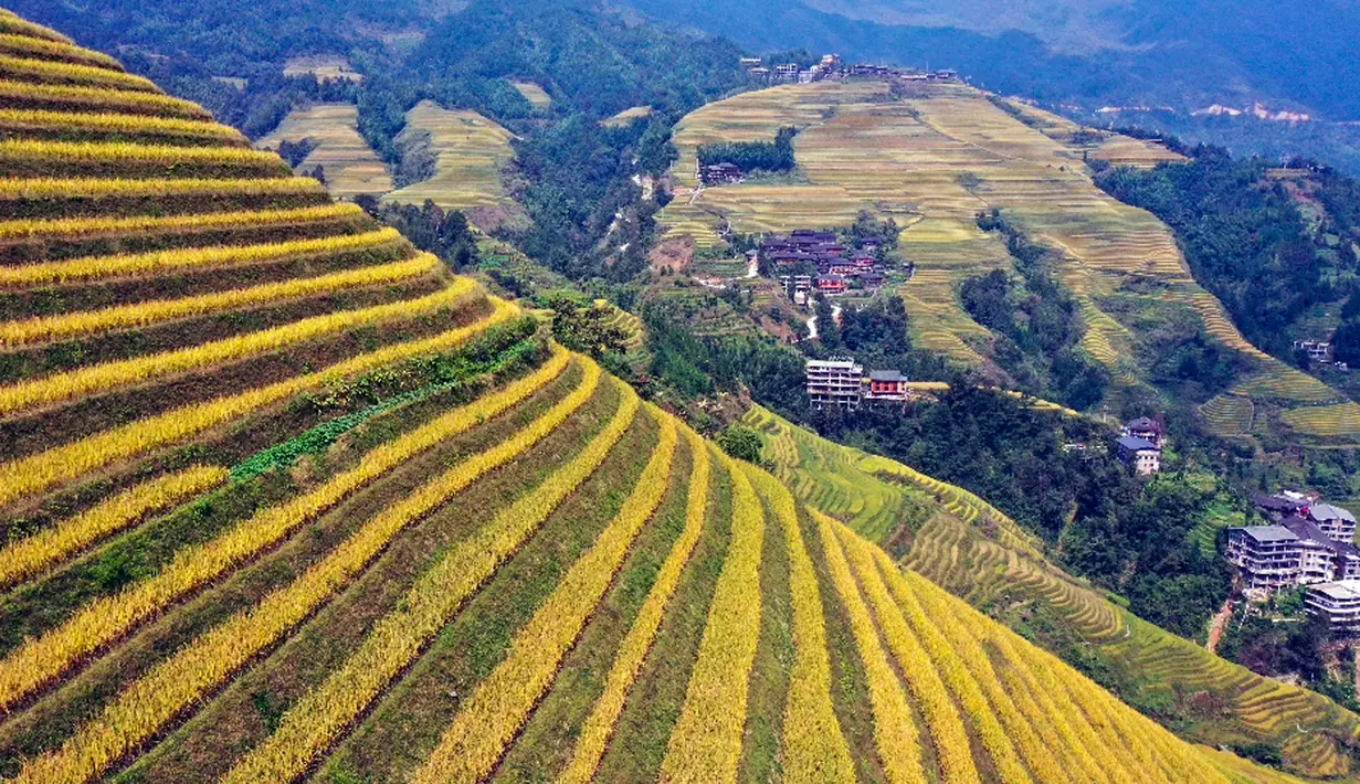 FOTO: Pemandangan Indah Sawah Terasering di Guangxi - Foto Liputan6.com