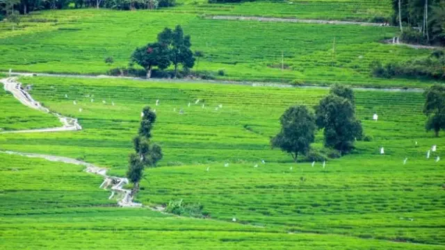 Pesona Alam Desa Wisata Tipang di Tepi Danau Toba - Lifestyle Liputan6.com