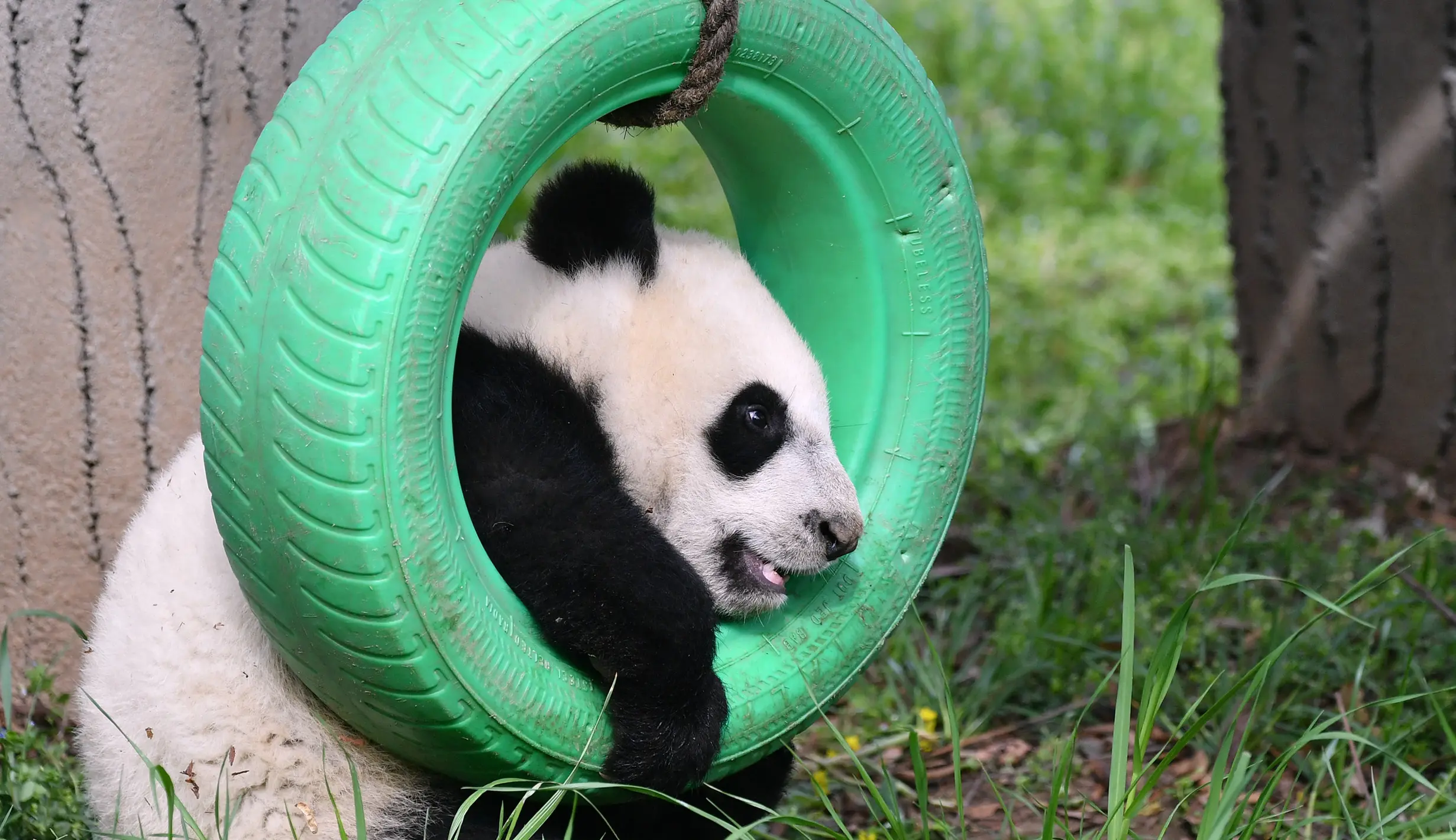 FOTO: Menengok Tiga Anak Panda yang Tumbuh Besar dan Sehat di China ...