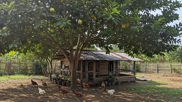 10 Pohon Buah untuk Rumah Dekat Sawah agar Tidak Mudah Didatangi Ular