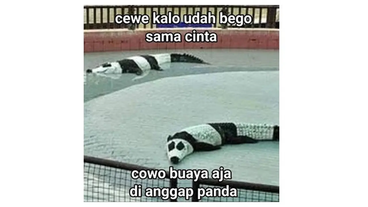 6 Meme Pakai Gambar Hewan Ini Kocak, Bikin Tepuk Jidat - Hot Liputan6.com