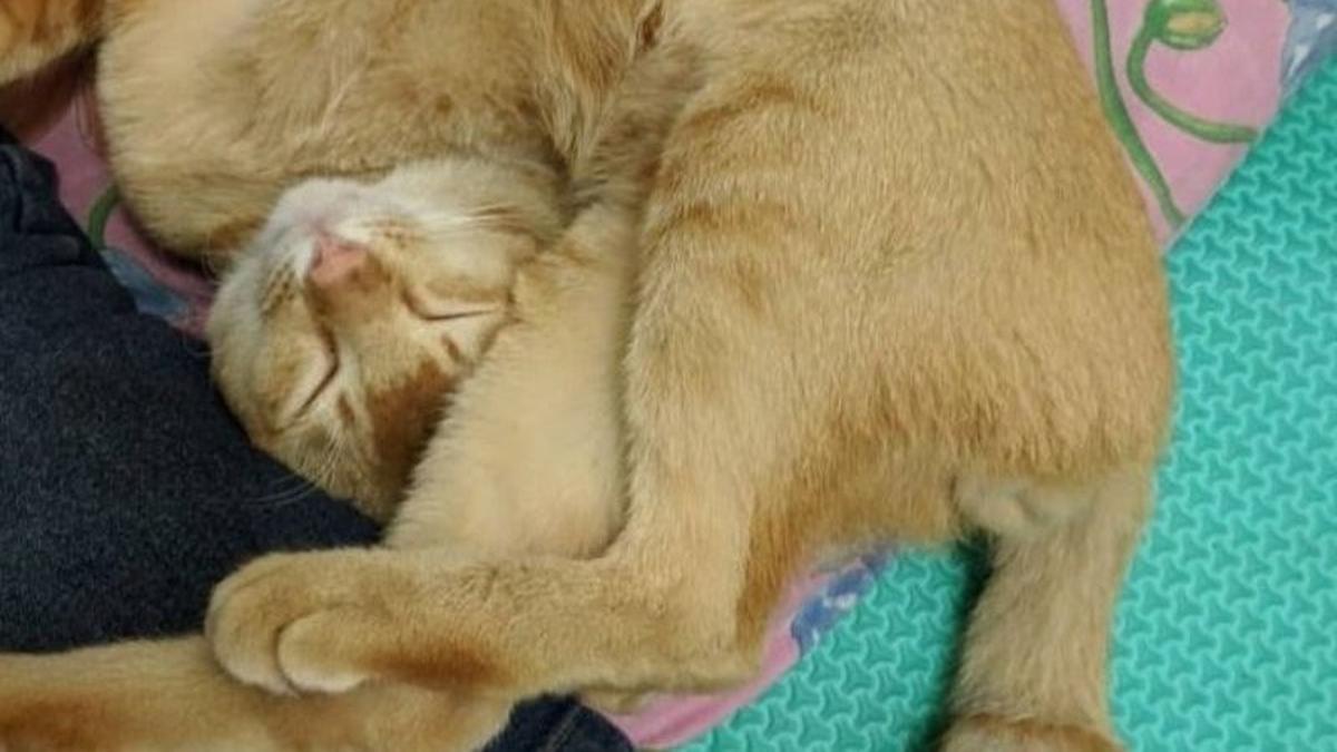 7 Potret Kucing Tidur dengan Pose Tak Wajar, Bikin Encok Lihatnya