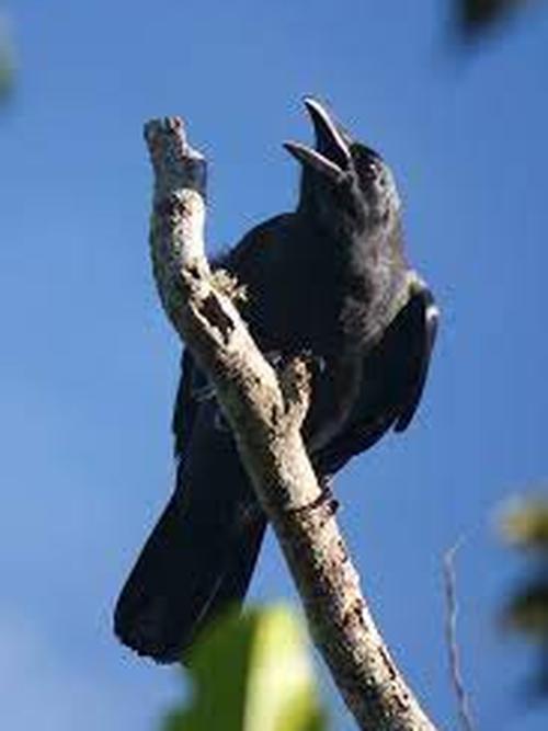 burung gagak tanda kematian