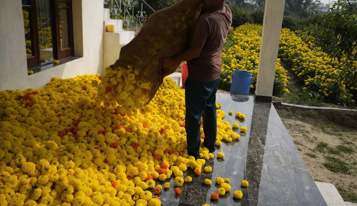 Memanen Bunga Marigold di India Jelang Festival Diwali - Foto Liputan6.com