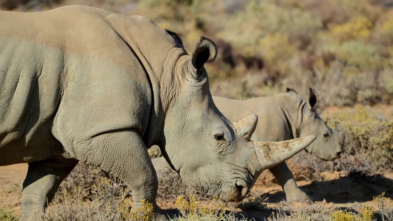 Contoh-Contoh Hewan yang Harus Dilindungi - Ragam Bola.com