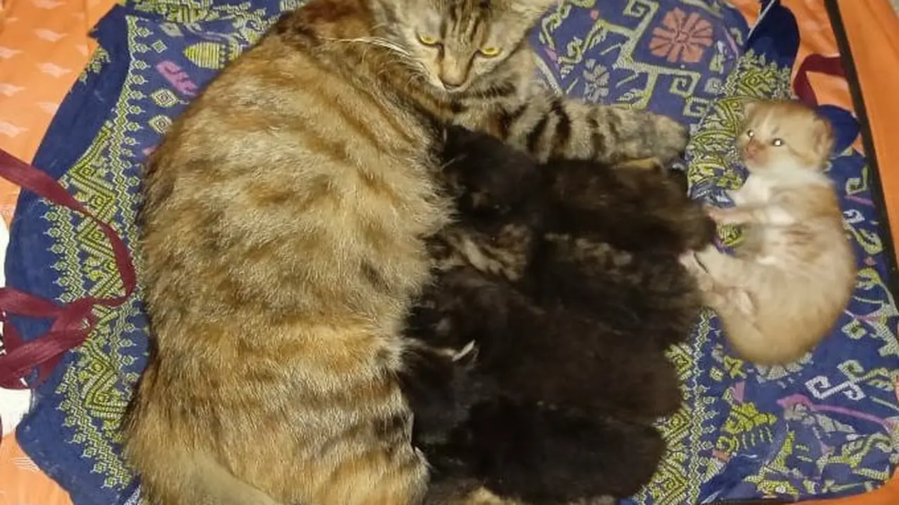 Asal Usul Dipertanyakan, 6 Kucing Beda Warna dengan 'Keluarganya' Ini ...
