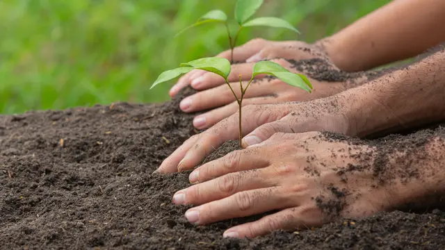 Understanding the Best Time to Plant a Tree Quote and Its Meaning ...