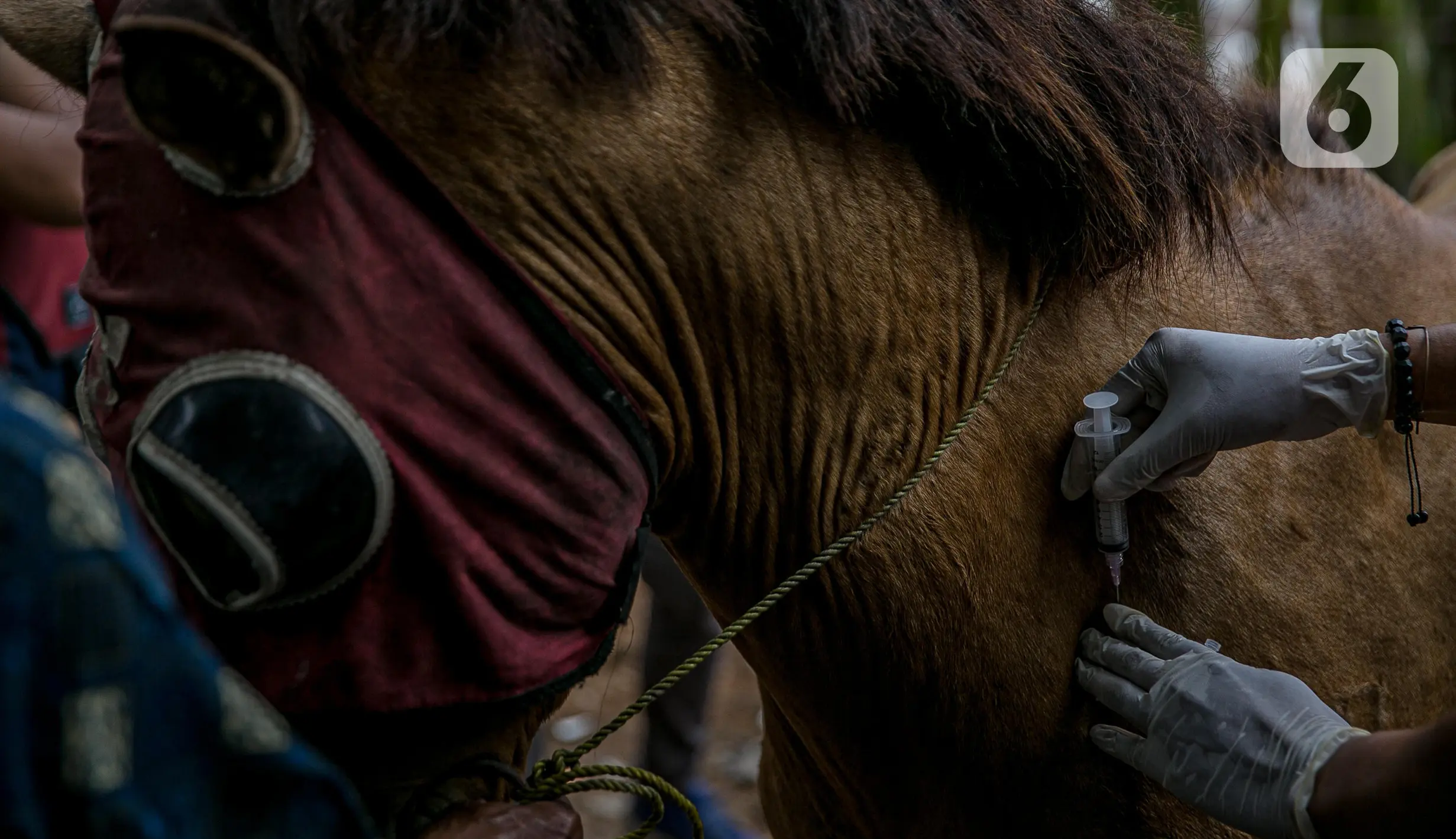 FOTO: Perawatan Kuda Pekerja di Masa Pandemi - Foto Liputan6.com