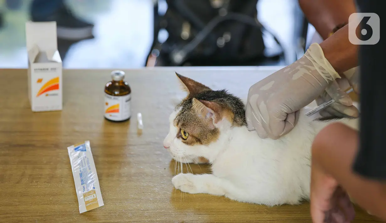 FOTO: Pemberian Vaksin Anti Rabies Gratis untuk Hewan Peliharaan - Foto ...