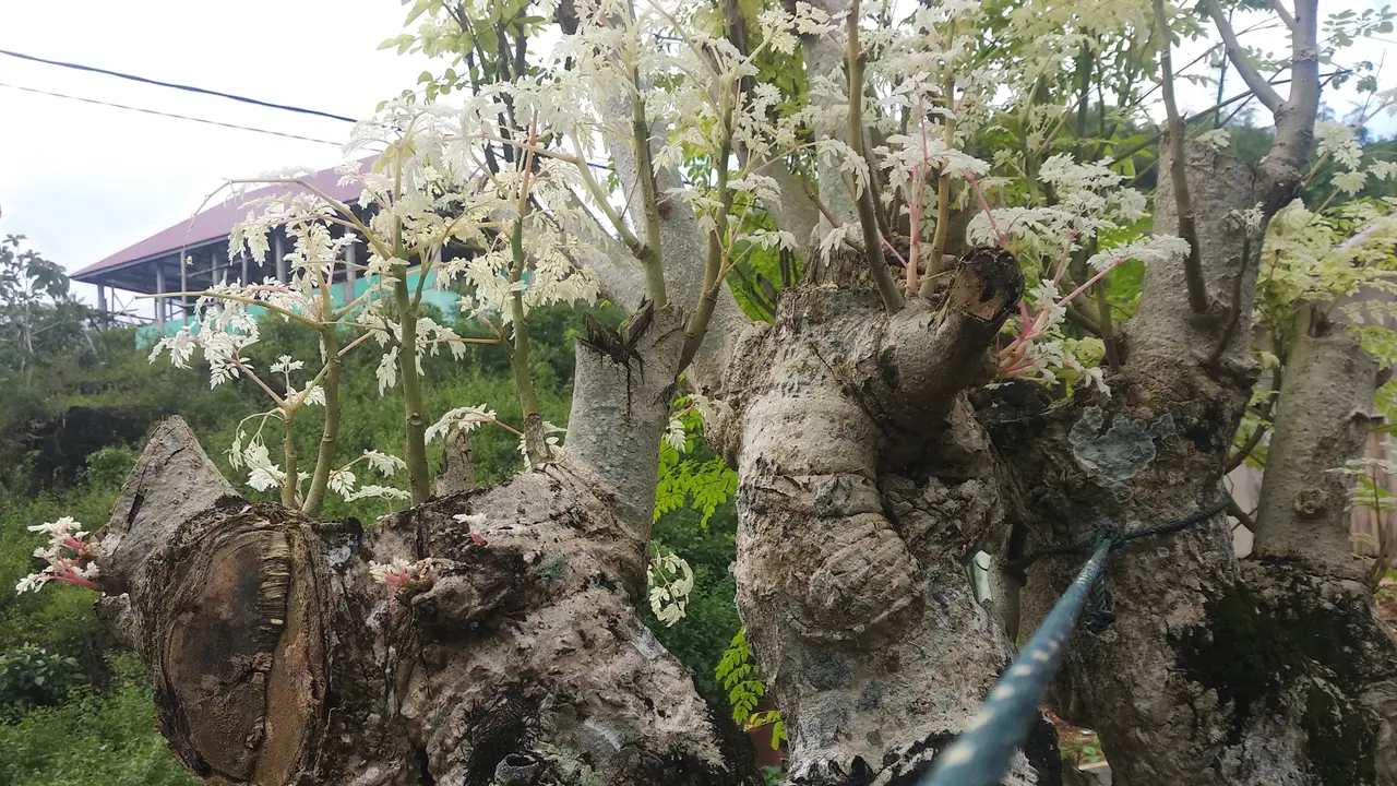 Misteri Kelor Putih di Desa Liangkobori Sampai Diam-Diam Saat Memetik ...