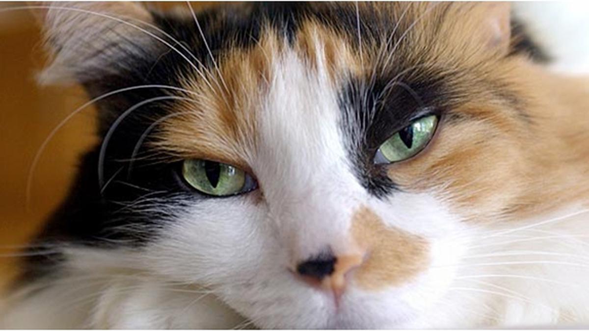 Mitos Di Indonesia Seputar Kucing - Lifestyle Fimela.com