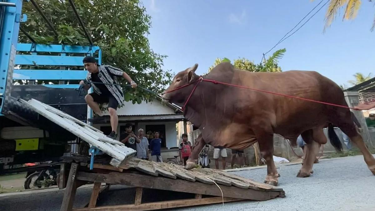 Melihat Penampakan Sapi Kurban Irfan Hakim Sejak 2019-2023, Selalu yang ...