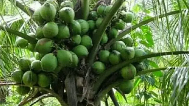 Mengenal Beragam Varietas Kelapa Genjah, dari Salak hingga Pandan Wangi!