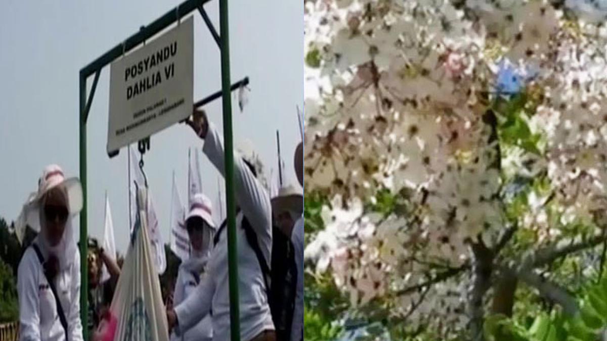 Unjuk Rasa Bidan PTT di Gambir hingga Bunga Sakura Hiasi Sumba - TV Liputan6.com