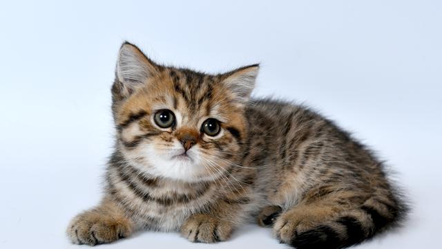 Kucing Mengeong Terus, Tanda Apa? - Health Liputan6.com