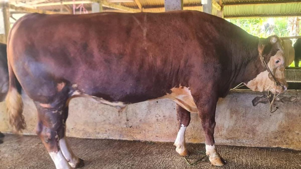 Presiden Prabowo Kurban 20 Ekor Sapi di Sumbar, Ada Jenis Limosin 1 Ton ...