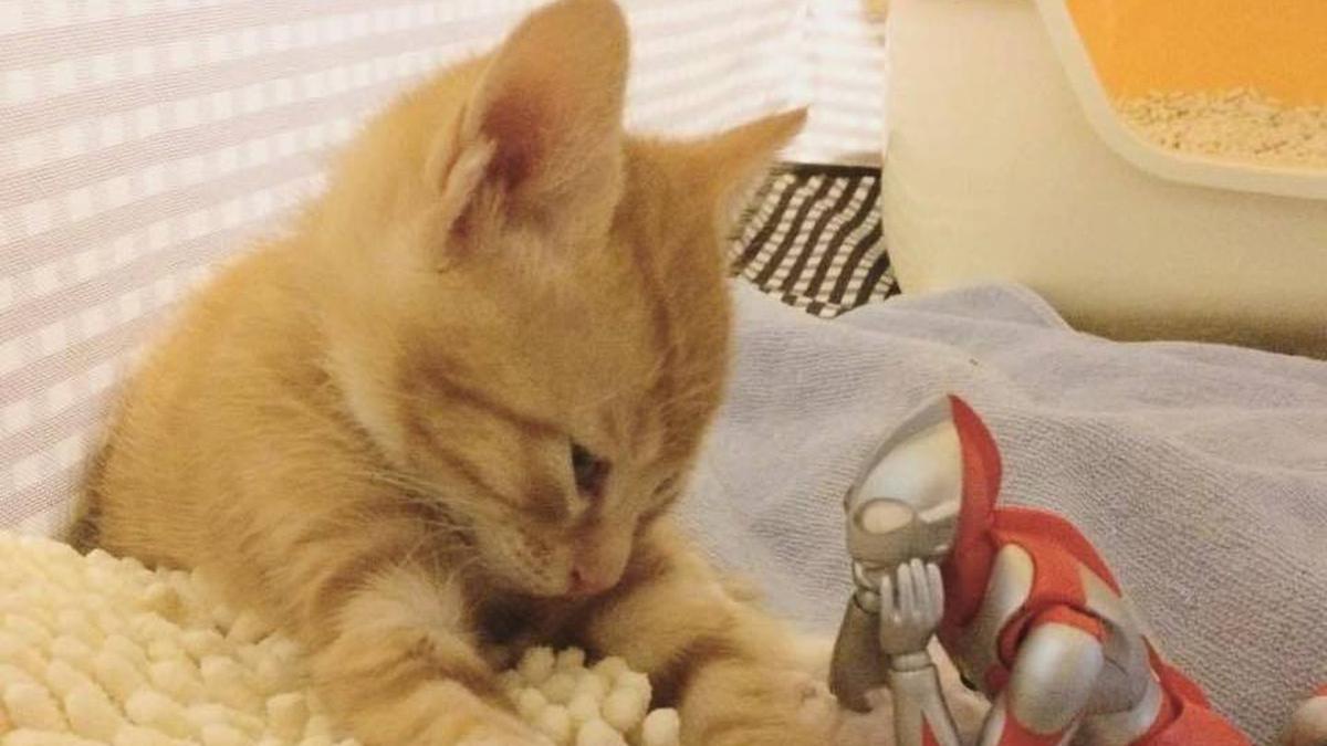 Persahabatan Kucing dengan Ultraman yang Bikin Takjub