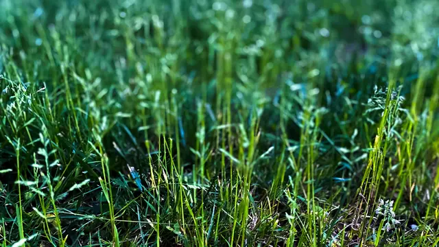 5 Rumput yang Tumbuh Paling Cepat, Jangan Salah Pilih - Citizen6 ...