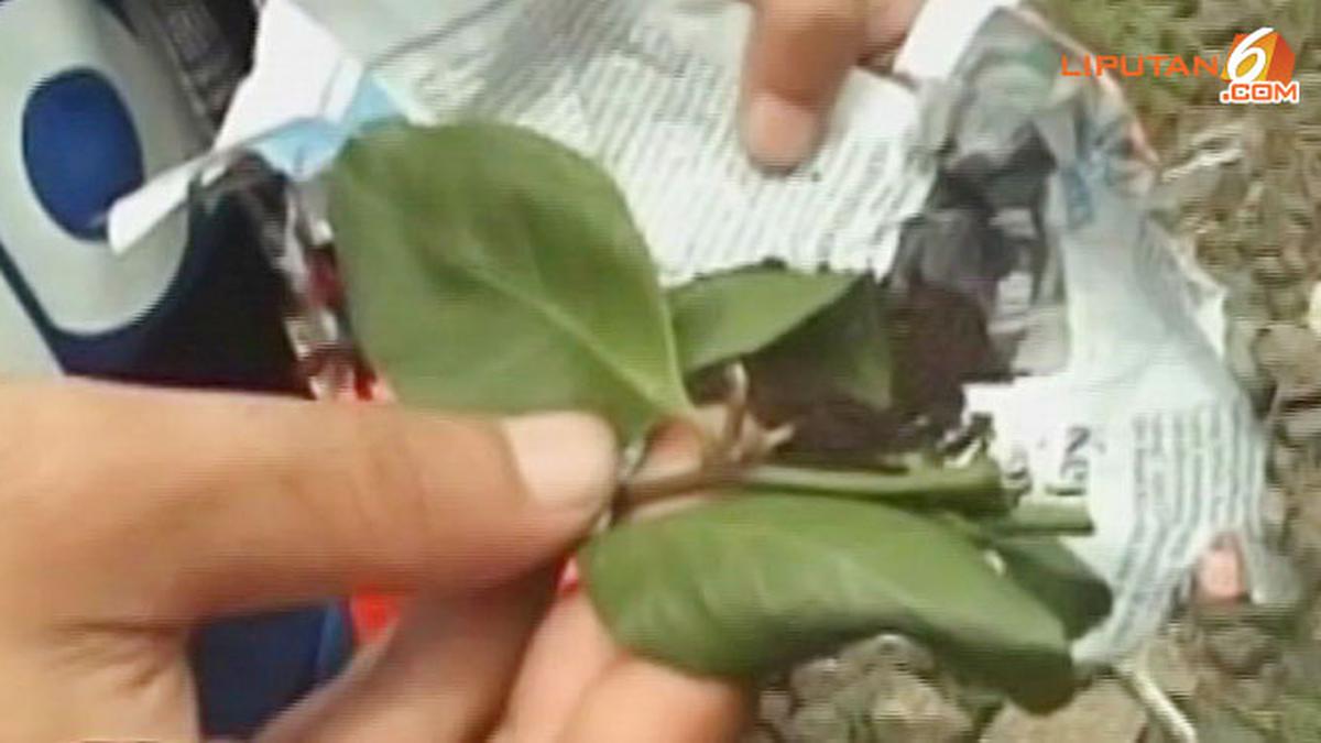 VIDEO: Daun Khat Turunan Katinon Juga Ada di Bogor
