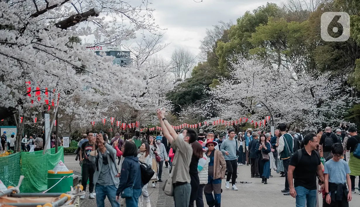 Menikmati Bunga Sakura Bermekaran di Jepang - Foto Liputan6.com