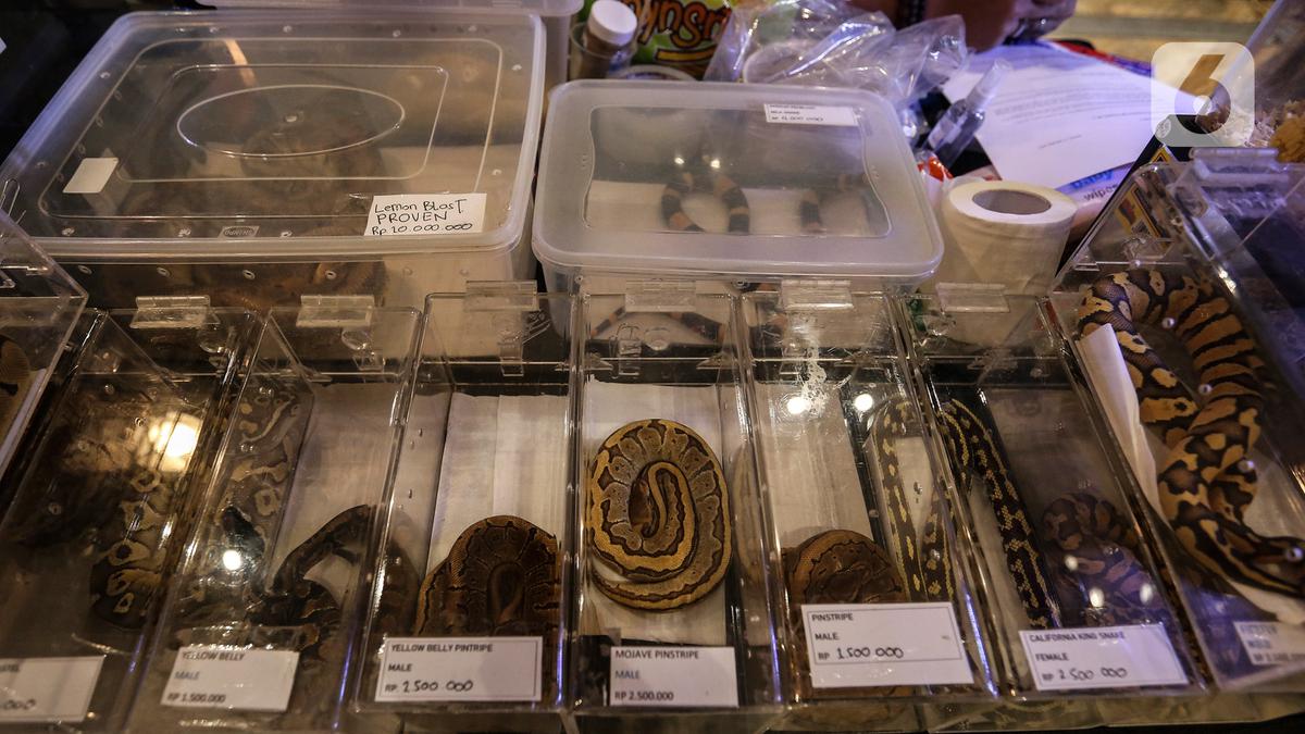 FOTO: Berkenalan dengan Aneka Reptil di Senayan Park - Foto Liputan6.com