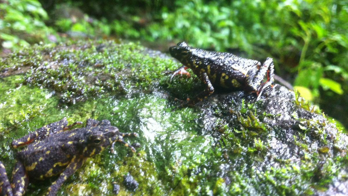 Kisah Kodok Merah Penjaga Gunung Ciremai - Regional Liputan6.com