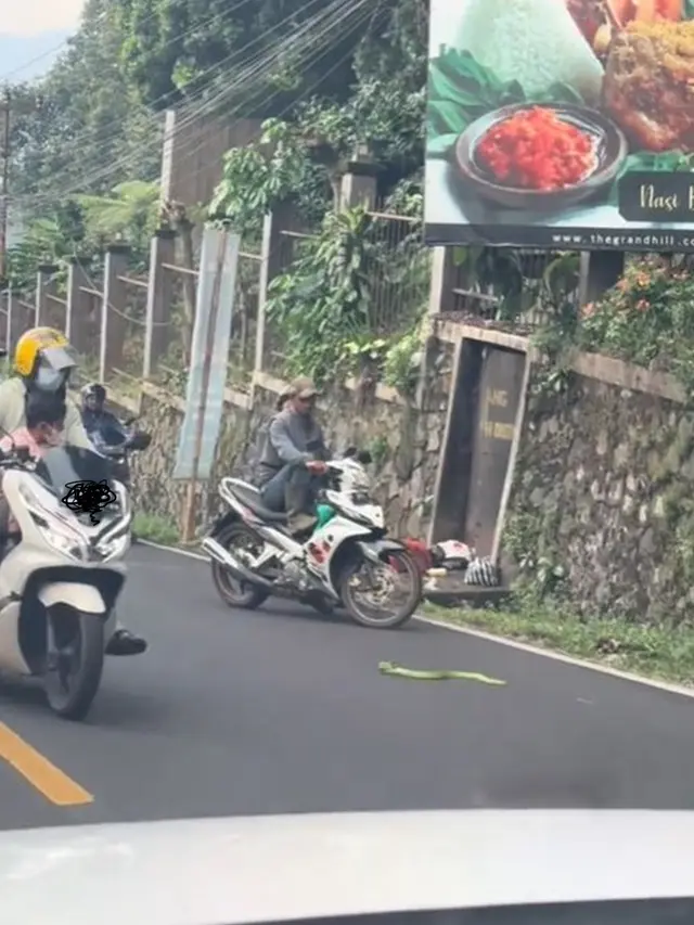Viral Ular Hijau Bikin Macet Jalan, Pengendara Motor Takut Mau Lewat - Hot Liputan6.com