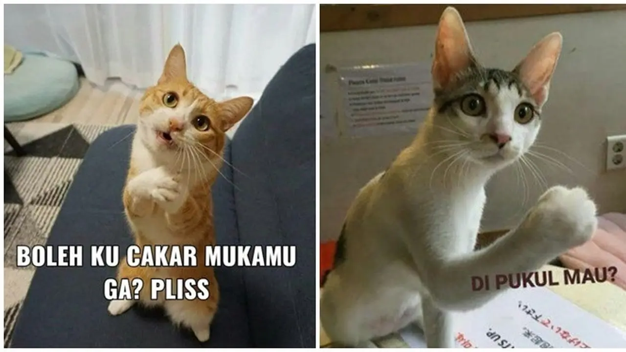 6 Meme Kucing Gambarkan Ekspresi Kesal Ini Bikin Gemas, Enggak Jadi ...