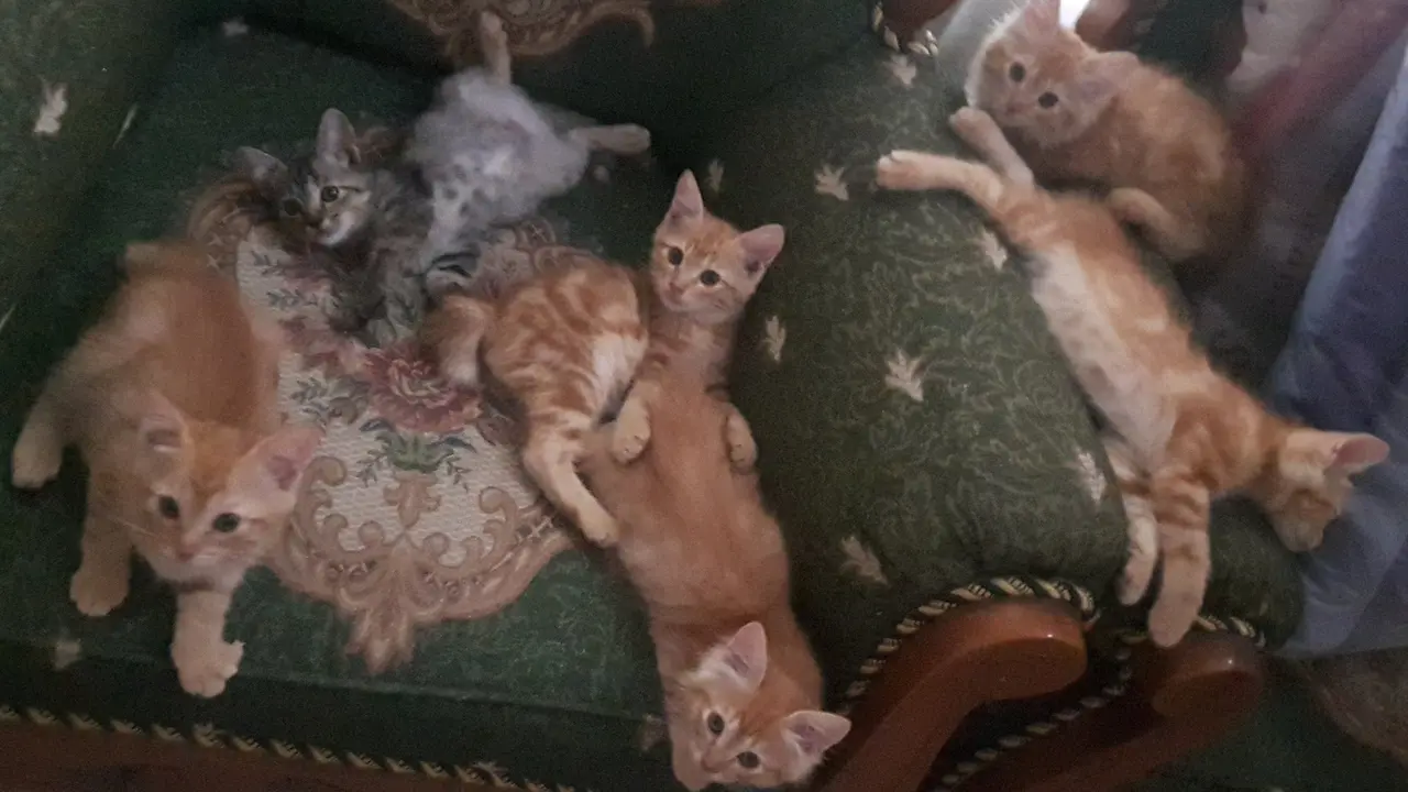 Asal Usul Dipertanyakan, 6 Kucing Beda Warna dengan 'Keluarganya' Ini ...