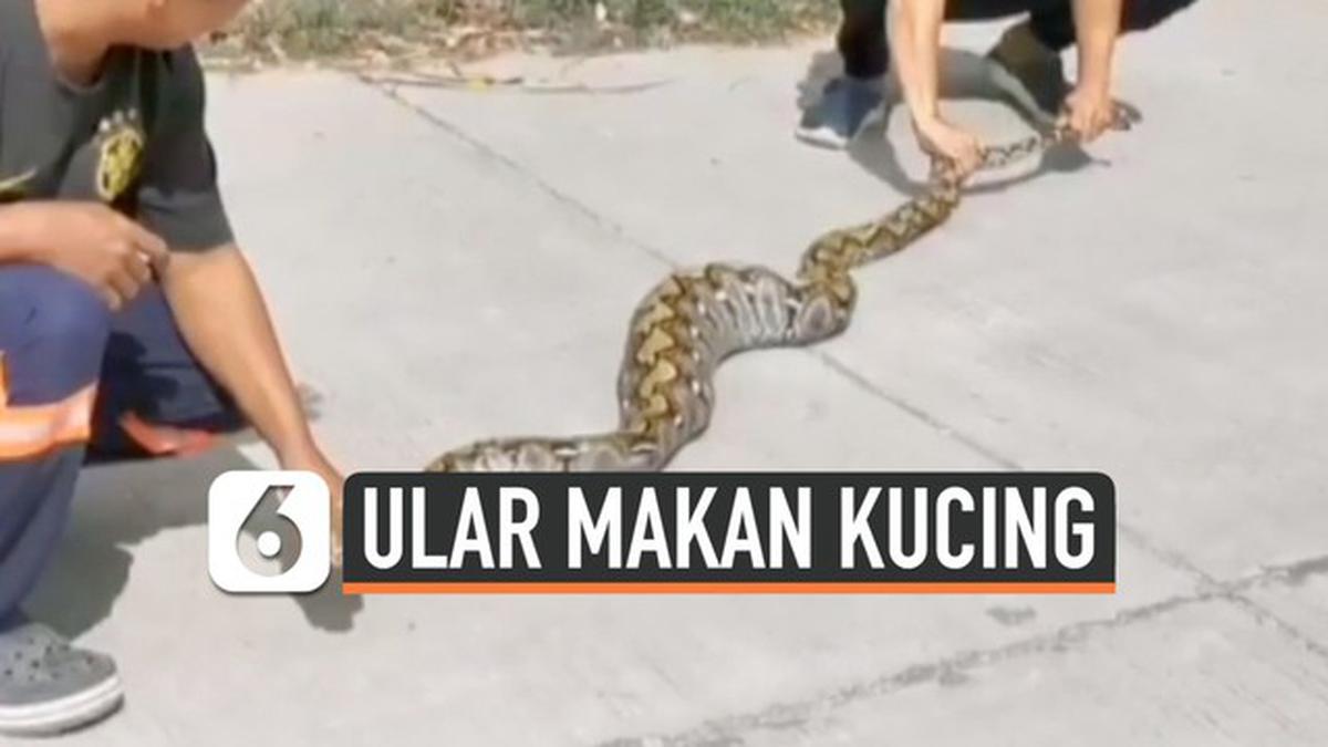 VIDEO: Ular Piton Telan Bulat-Bulat Seekor Kucing - Citizen6 Liputan6.com