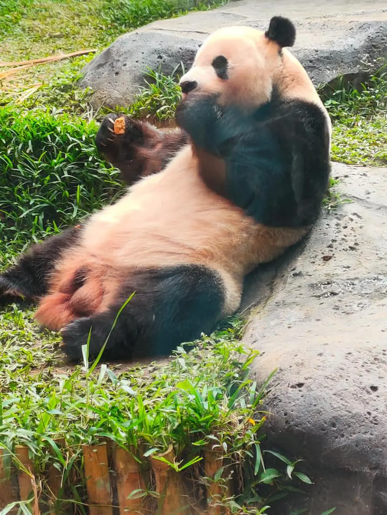 Undangan Merayakan Ulang Tahun ke-13 Panda Cai Tao di Taman Safari ...