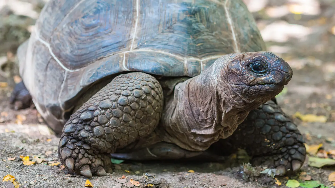 6 Jenis Kura-Kura Peliharaan yang Bisa Kamu Rawat di Rumah - Citizen6 Liputan6.com