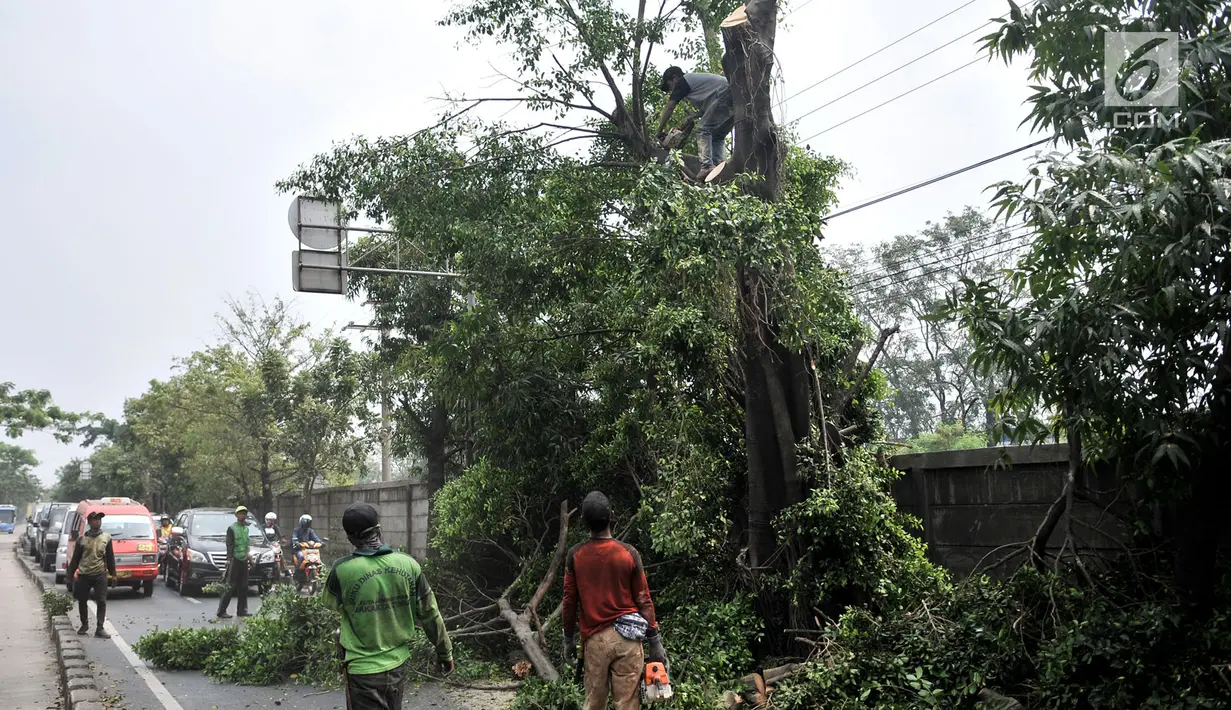 FOTO: Antisipasi Tumbang, Dinas Kehutanan Jakarta Timur Tebang Pohon ...