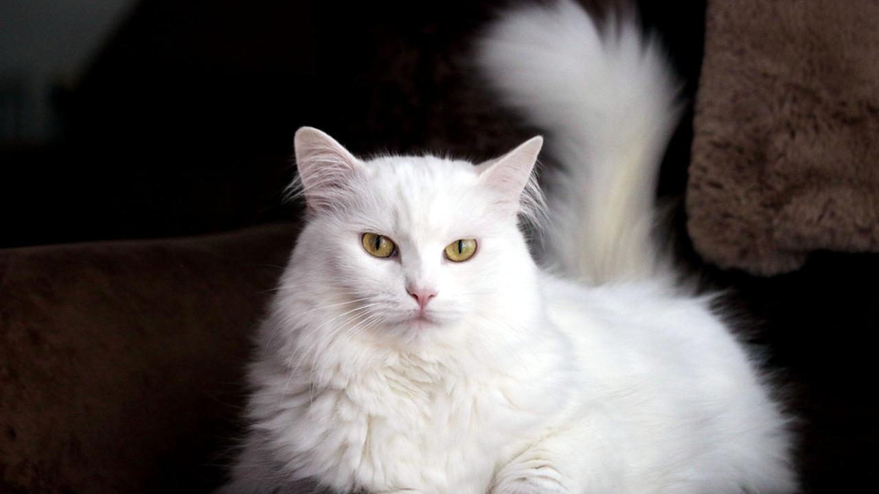 Disayang dan Dirawat, Ini Asal Usul Kucing Liar Jadi Bagian dari ...