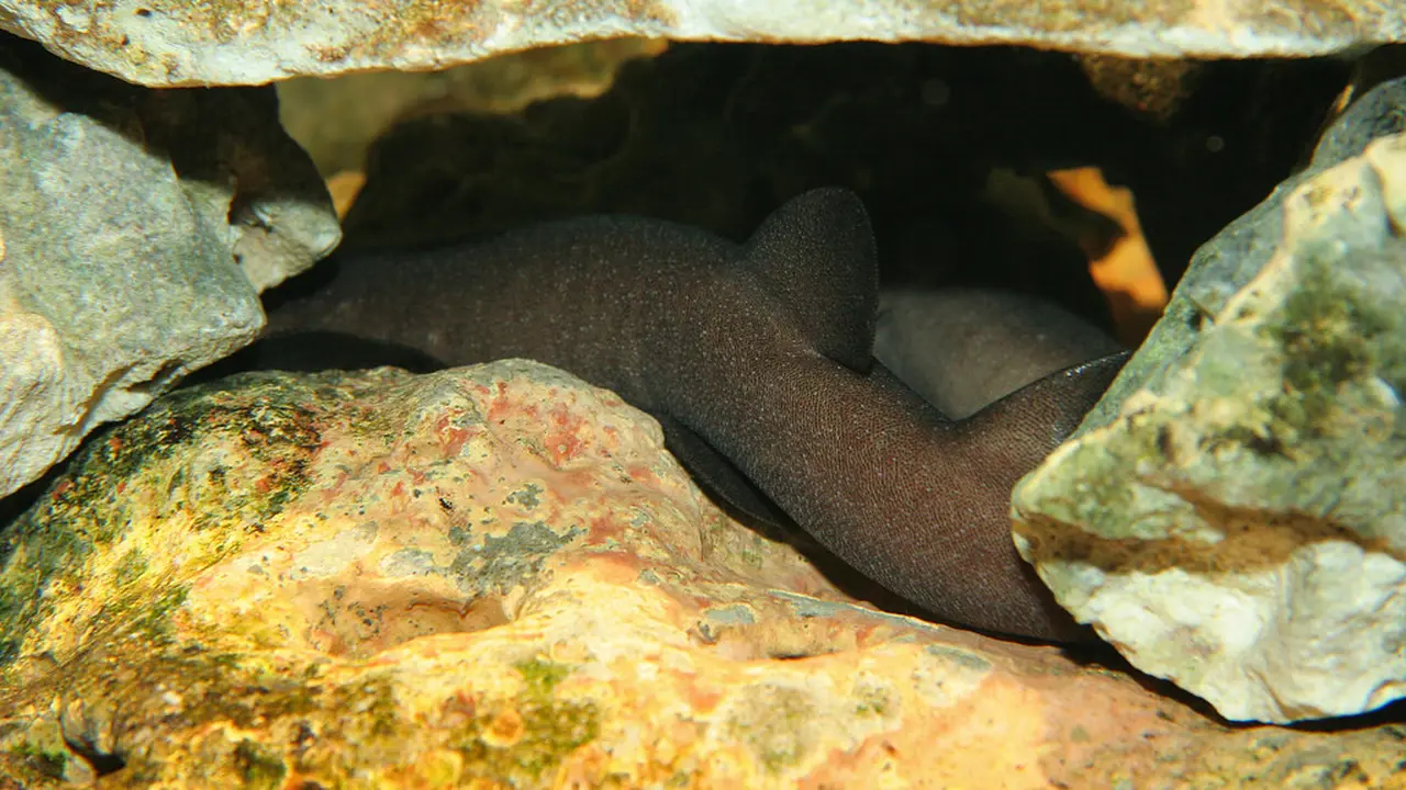 Mau Pelihara Hiu? Kenali 7 Spesies yang Bisa Jadi Hewan Peliharaan ...