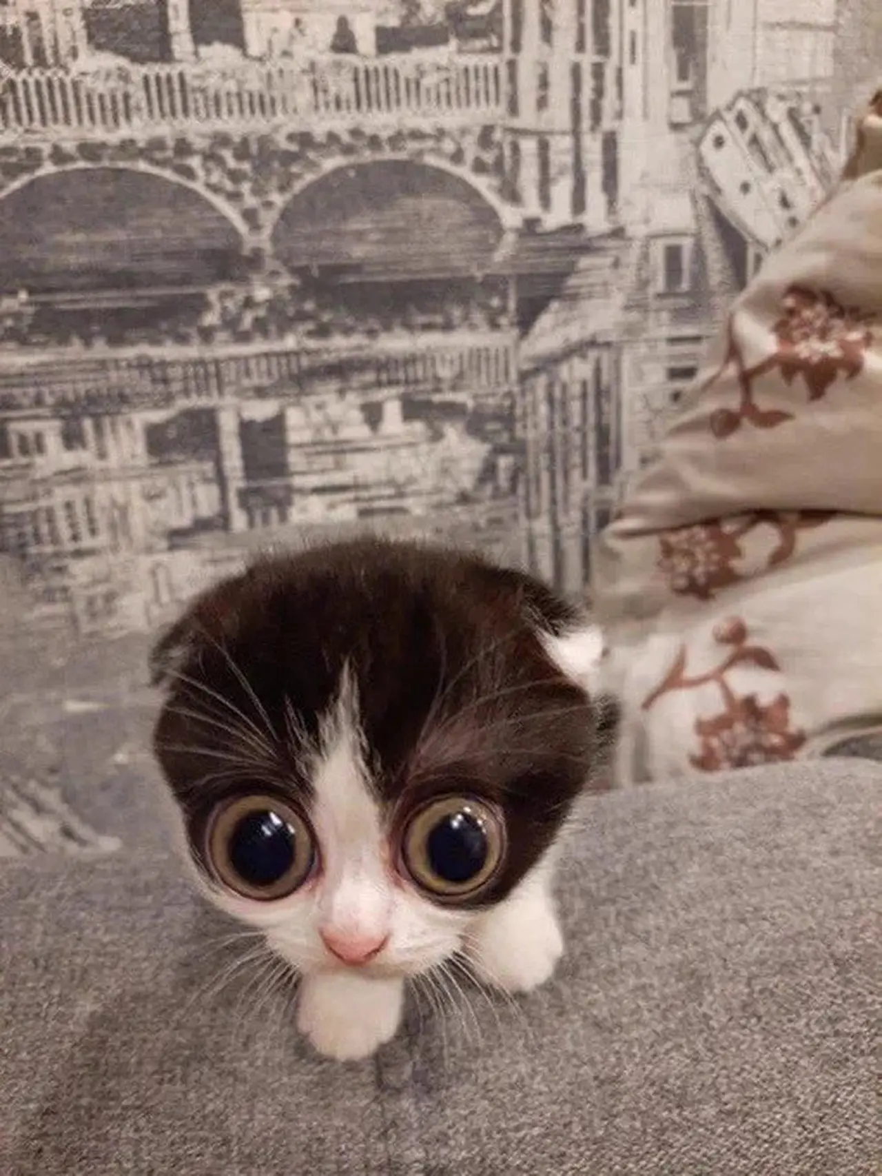 6 Potret Kucing Terlihat Kaget Ini Lucu, Bola Mata Melotot - Hot ...