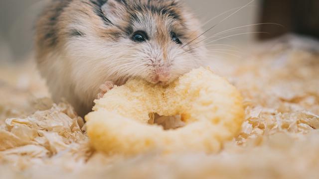 12 Jenis-Jenis Hamster, Karakter, dan Cara Tepat Merawatnya - Hot ...