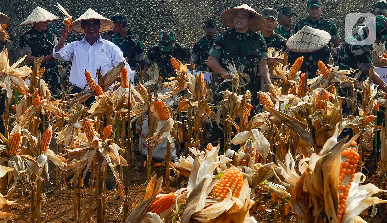 Kasad Maruli Simanjuntak dan Mentan Amran Sulaiman Panen Jagung di Food Estate Sukabumi - Foto ...